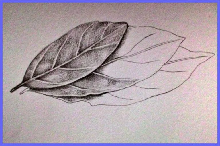 Contoh Sketsa Gambar Daun Indah, Bagus, dan Mudah Digambar