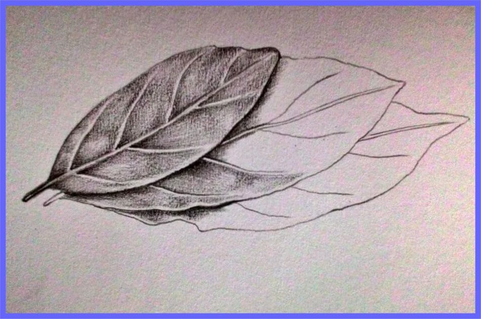 Contoh Sketsa Gambar Daun Indah, Bagus, dan Mudah Digambar