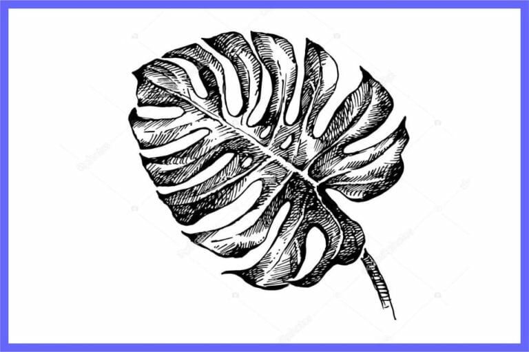 Contoh Sketsa Gambar Daun Indah, Bagus, dan Mudah Digambar