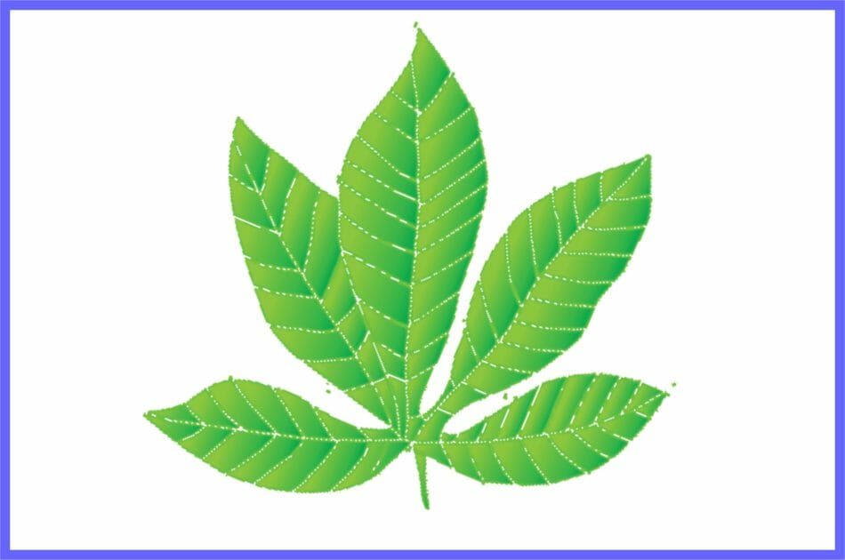 Contoh Sketsa Gambar Daun Indah, Bagus, dan Mudah Digambar