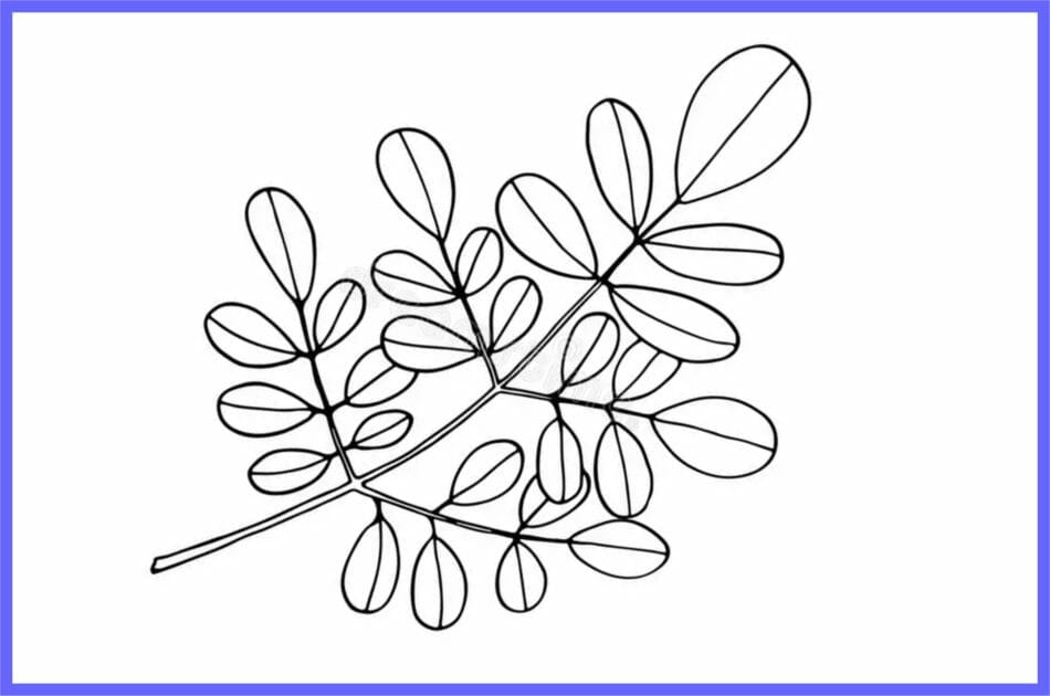 Contoh Sketsa Gambar Daun Indah, Bagus, dan Mudah Digambar