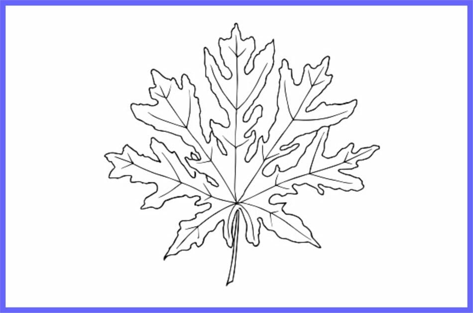Contoh Sketsa Gambar Daun Indah, Bagus, dan Mudah Digambar