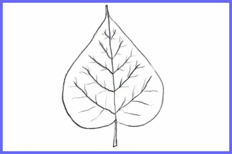 Contoh Sketsa Gambar Daun Indah, Bagus, dan Mudah Digambar