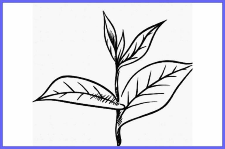 Contoh Sketsa Gambar Daun Indah, Bagus, dan Mudah Digambar