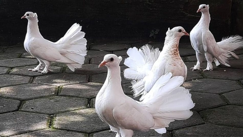 Harga Burung Merpati Kipas - Fianesia