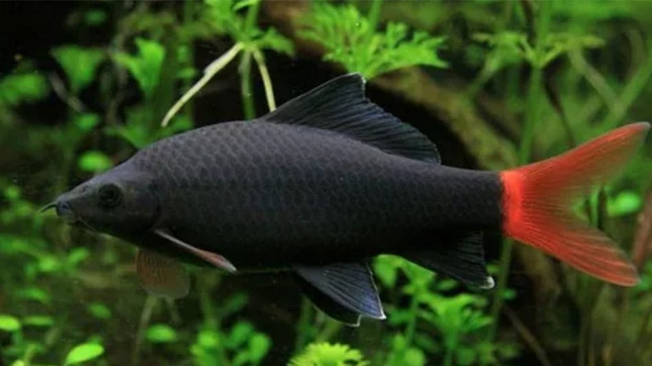 Cara Merawat Ikan Black Shark - Fianesia